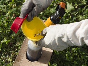 Why are the bees dying? Alberta scientists are in the race to find out ...