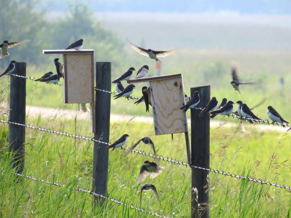 Time for annual maintenance of wild bird nest boxes | Edmonton Journal