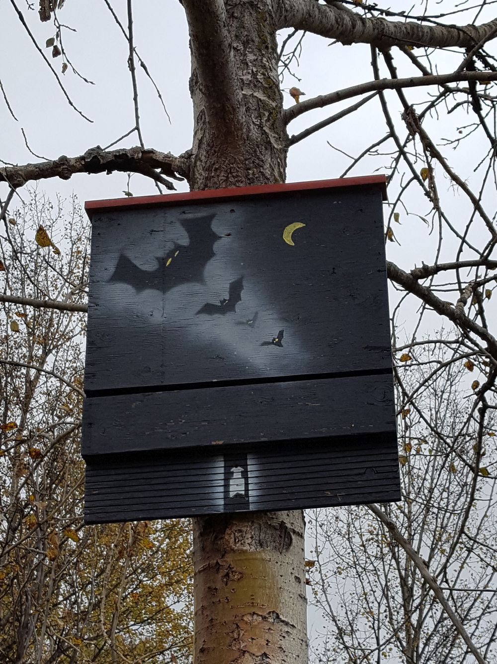 Nature Notes: Build a bat box | Edmonton Journal