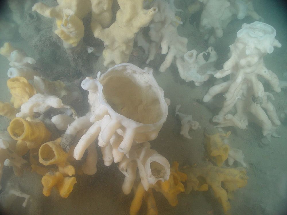 University of Alberta study finds sponges are 'complex animals ...