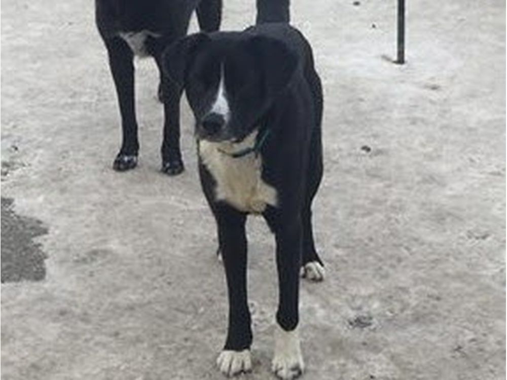 Animal rescuers search for missing dog near Morinville | Edmonton Journal