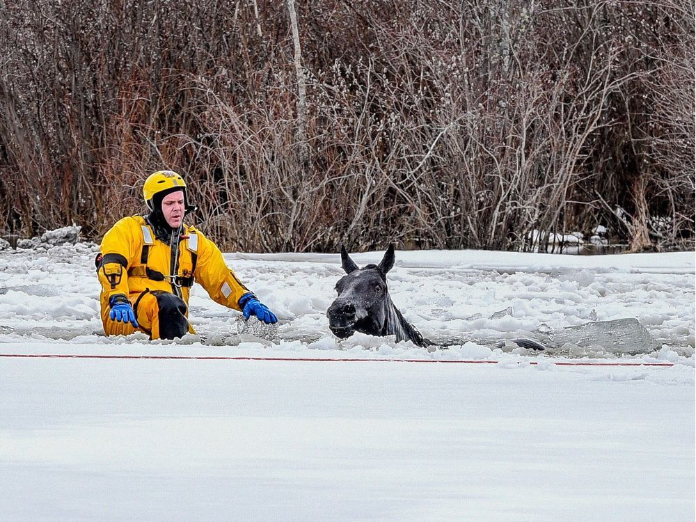 Firefighters cut paths through ice to shore to save Alberta horses ...