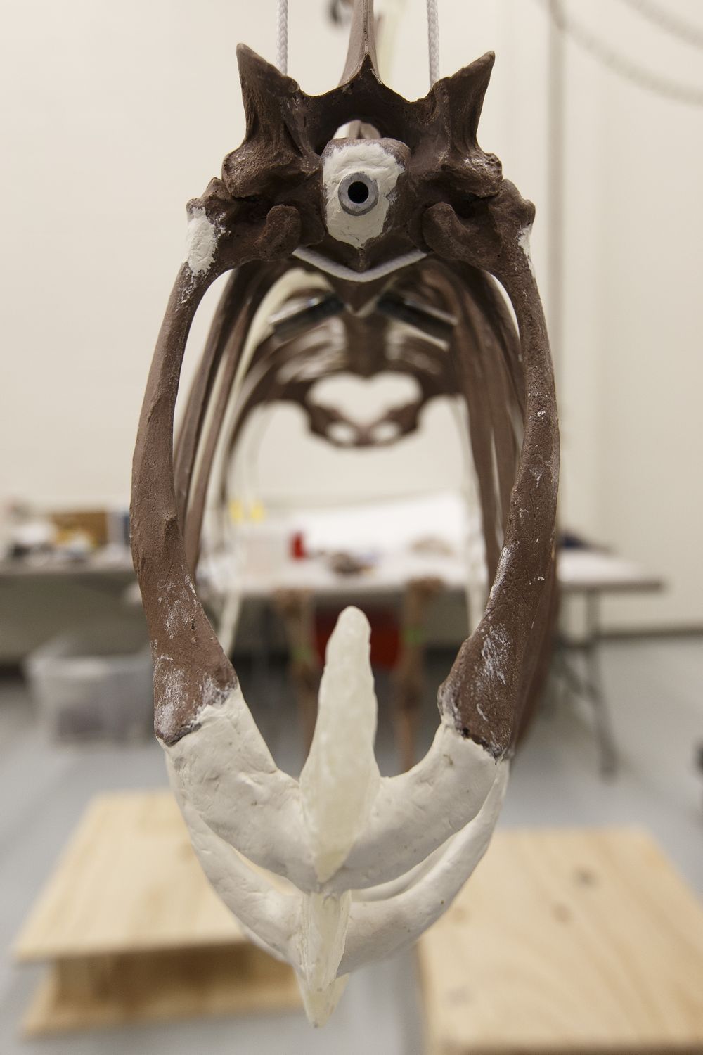 Good bones: creating skeletal mounts for the new Royal Alberta Museum ...
