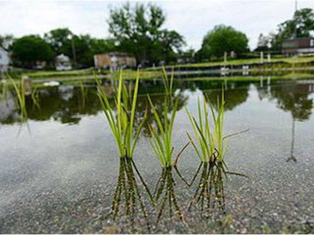 Edmonton's bold new Borden Park "natural pool" is bound to make waves ...