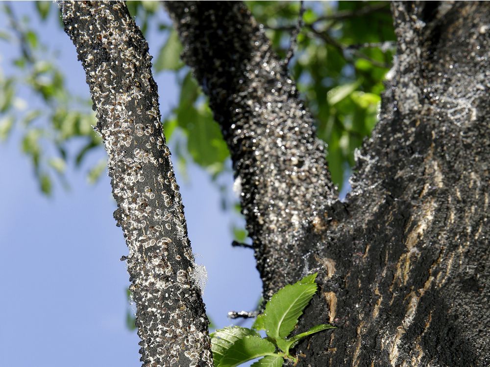 New pest chomps through Edmonton's elm canopy | Edmonton Journal