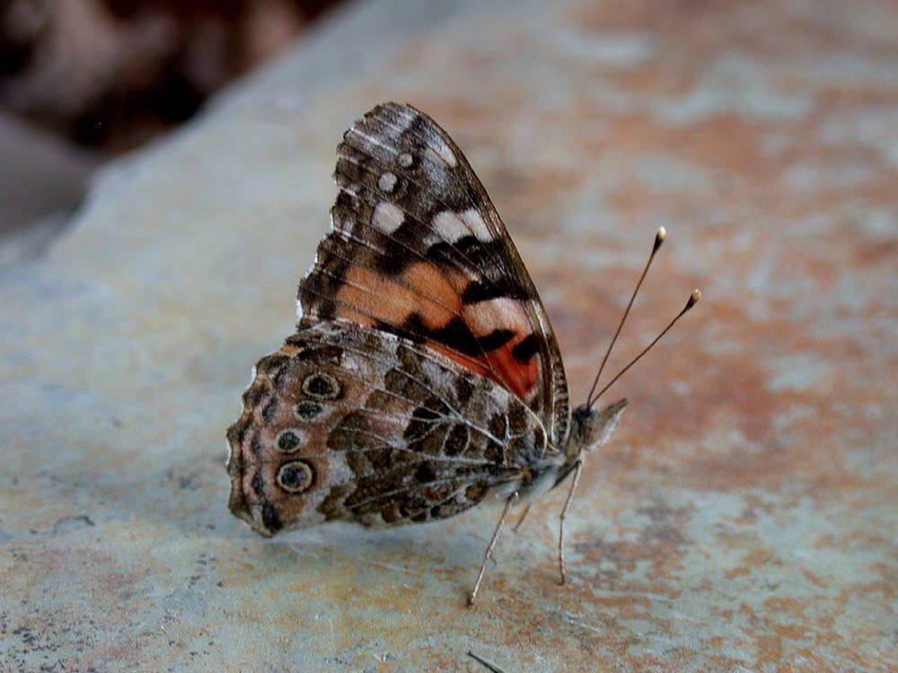 Influx of painted lady butterflies migrate to Alberta | Edmonton Journal