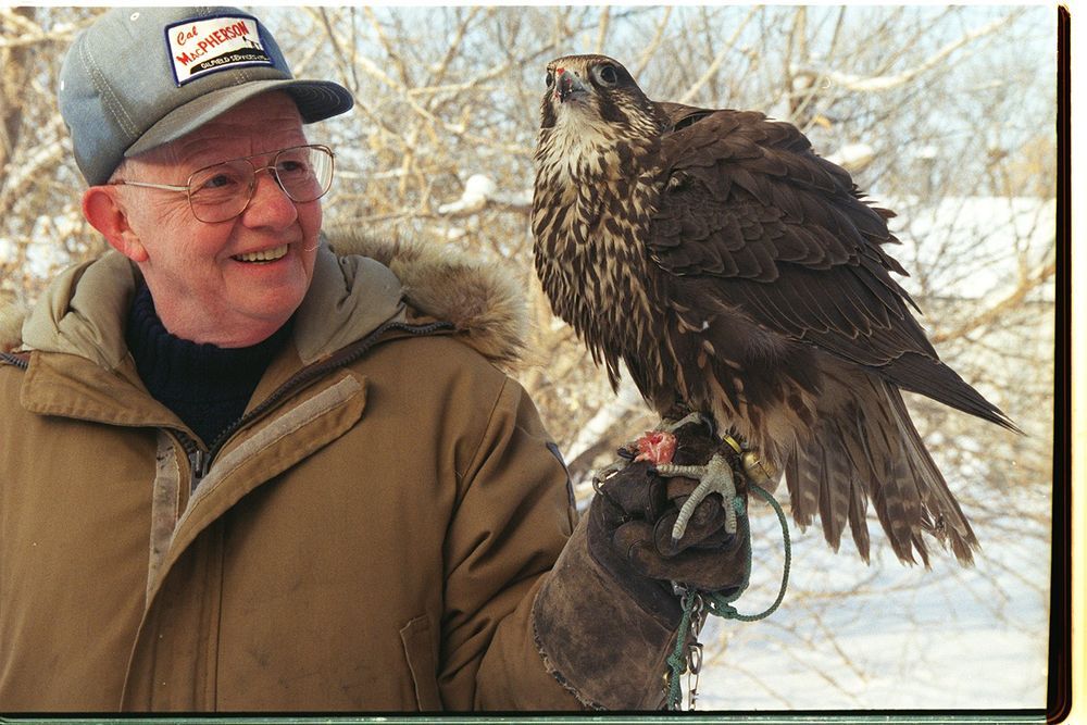 Richard Fyfe, biologist who saved peregrine falcons, dies at 85 ...