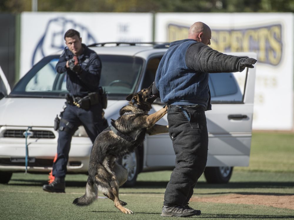 Top police dogs put on a show at national skills competition in ...