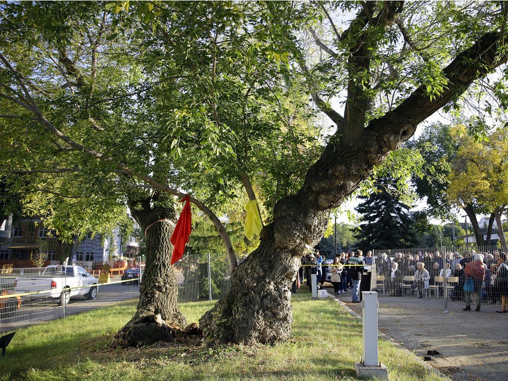 Dozens gather to say goodbye to historic Garneau tree | Edmonton Journal