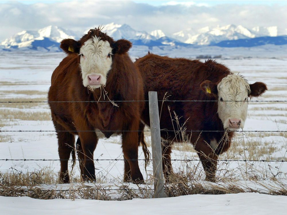 Alberta beef producers wrapped up in international pork flap | Edmonton ...