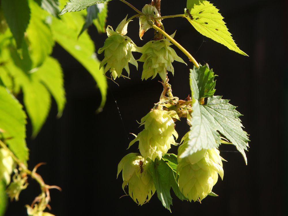 Growing Things: Golden hops offer decorative greenery | Edmonton Journal