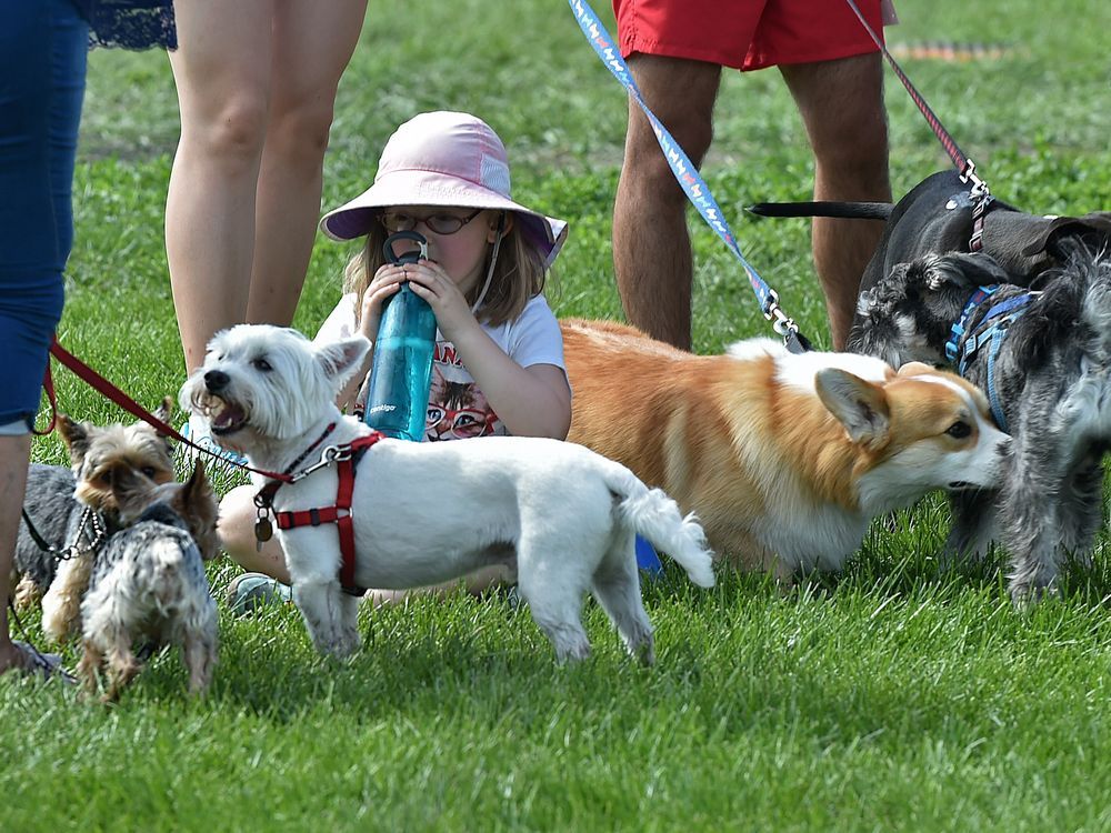 Hundreds of pets unleashed in park for humane society fundraiser ...