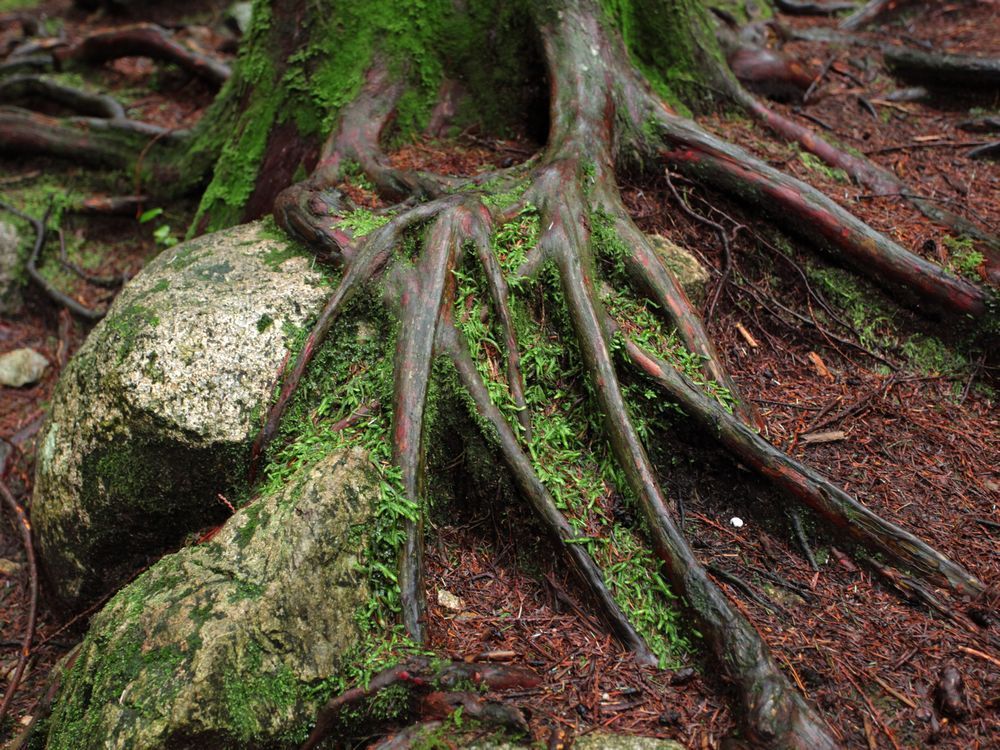 Garden Hits & Myths: Tree root systems can be a subterranean killer ...