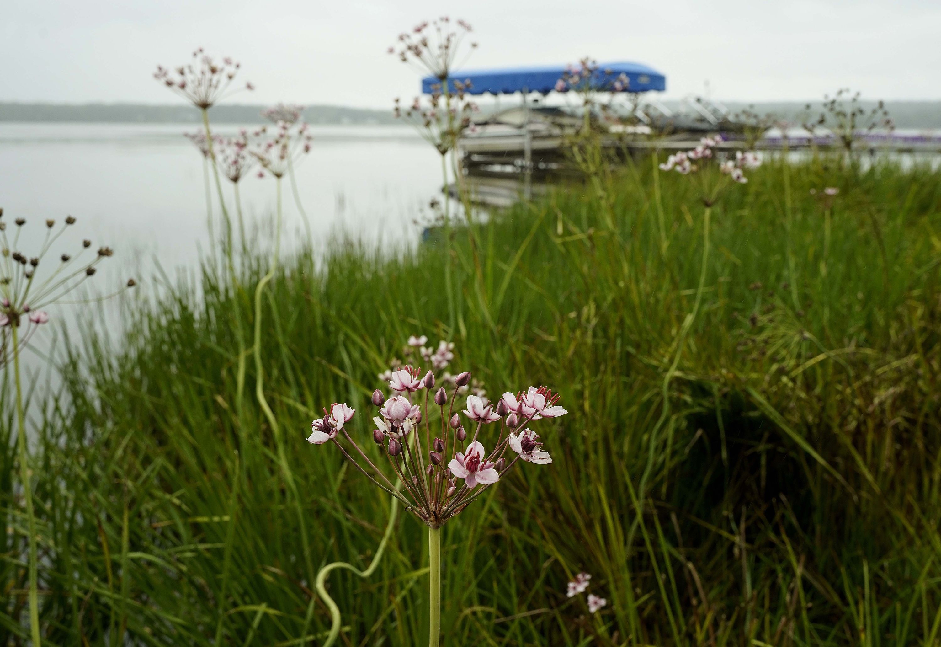 'It is choking the lake': Invasive weed taking over rural Alberta lake ...