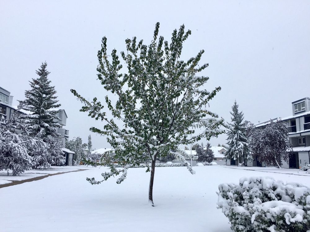 It's baaaack: Snowfall rocks northern Alberta as it makes its way to ...