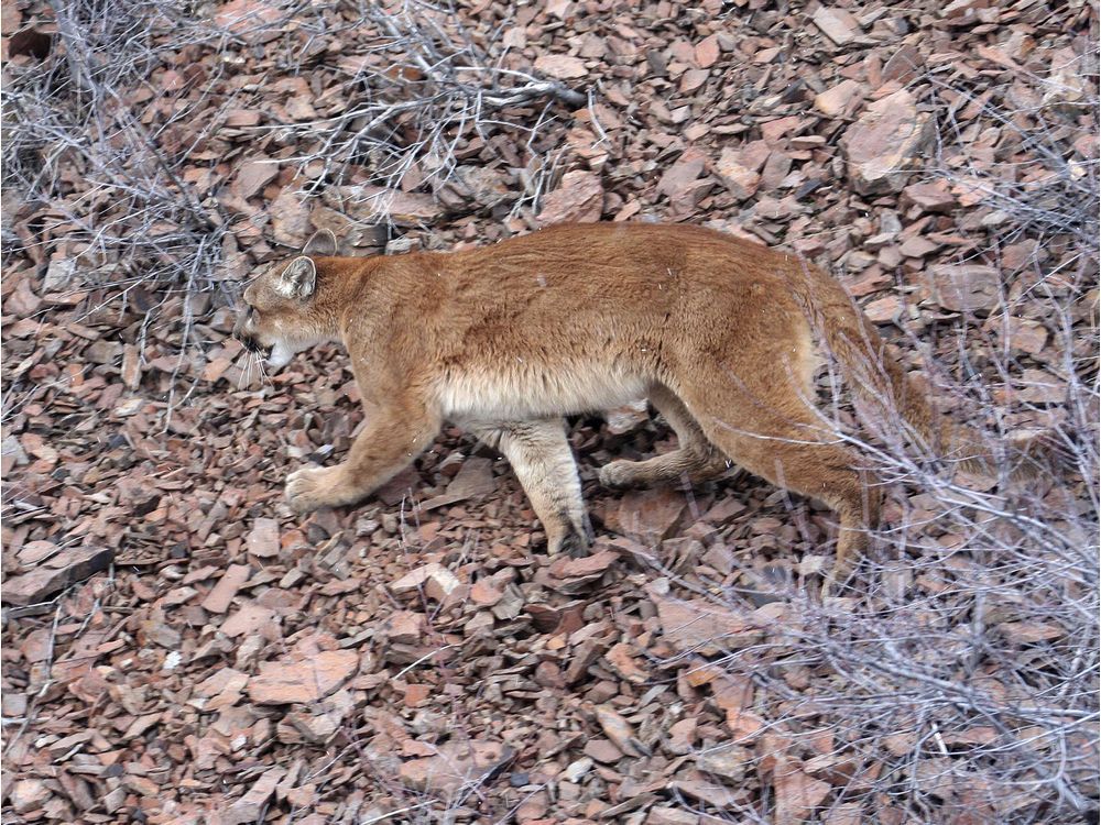 Cougar alert: Reports of big cat seen in southwest Edmonton | Edmonton ...