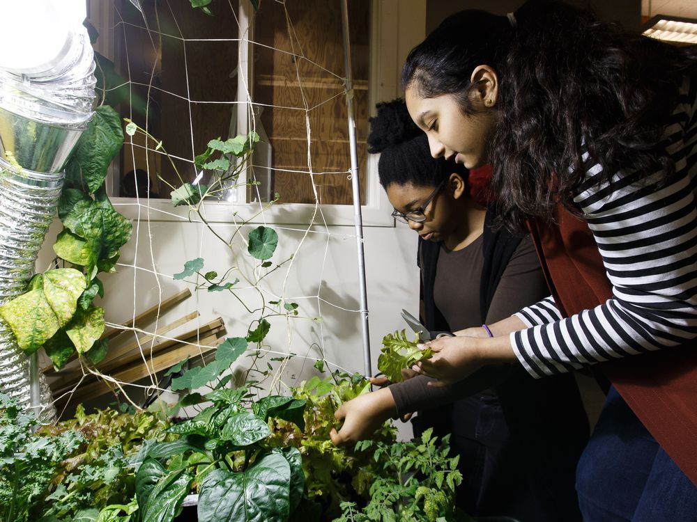Watch: Food knowledge grows from in-school garden | Edmonton Journal