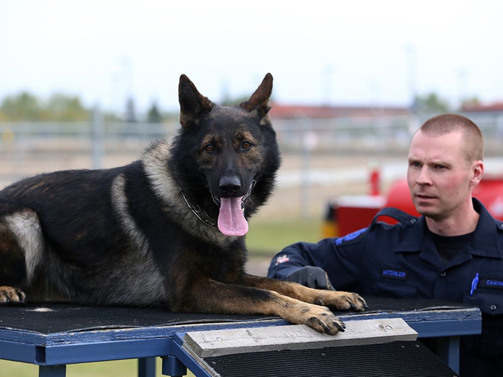 GALLERY: Police Service Dog Jackal | Edmonton Journal