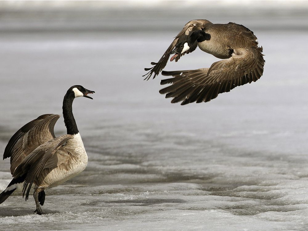'More of an issue': Return of the geese causing a flap in some spots ...