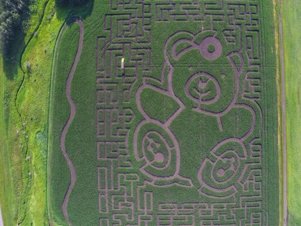 Edmonton Corn Maze partners with Stollery for 2019 design | Edmonton ...