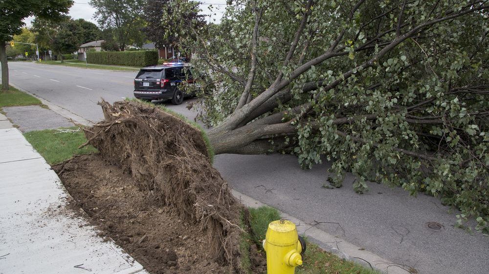 Garden Hits & Myths: Recognize root structure to avoid dreaded 'tree ...
