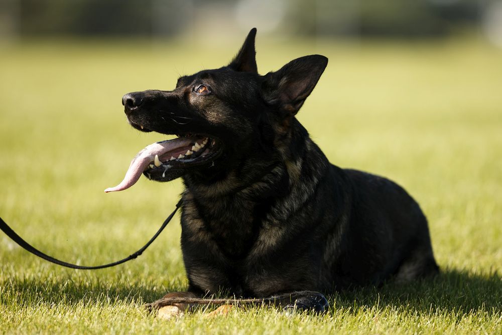 RCMP canine unit grows unique partnership with man's best friend ...