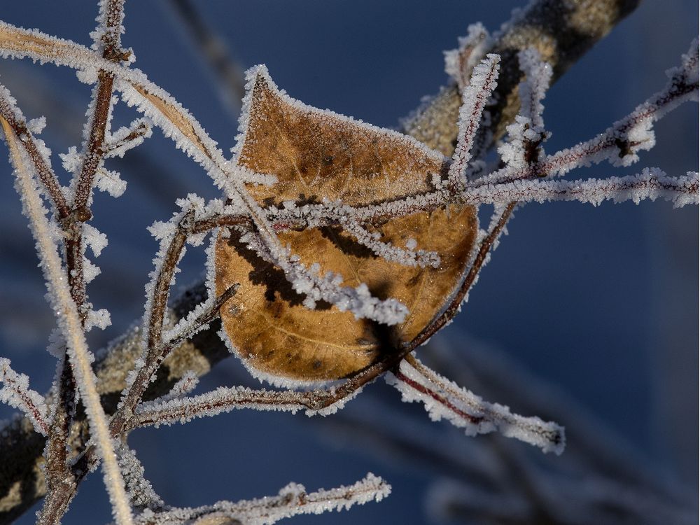 Edmonton weather: Frost in August sums up this summer perfectly ...
