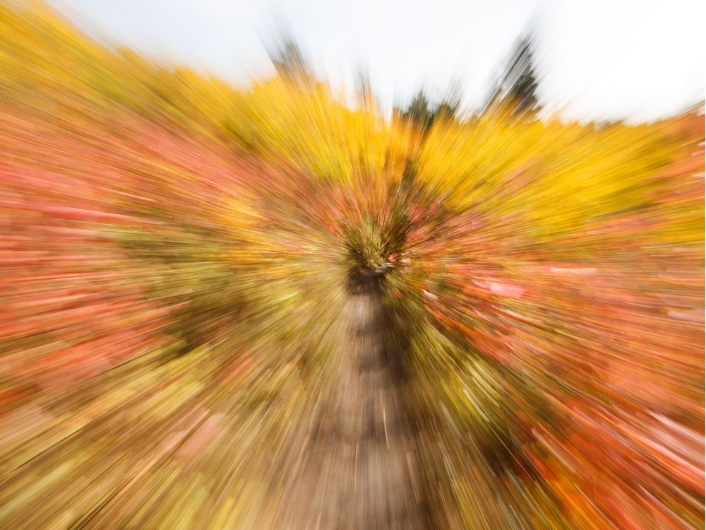 Photos: Fall foliage envelops Edmonton in vibrant Autumn colours ...