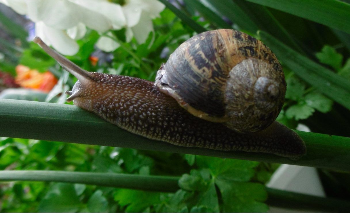 Growing Things: Rid your yard of slugs by removing their hiding spots ...