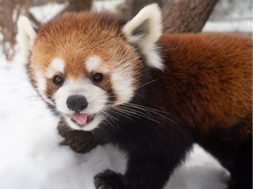 Pip the Red Panda dies at Edmonton Valley Zoo at age 11 | Edmonton Journal