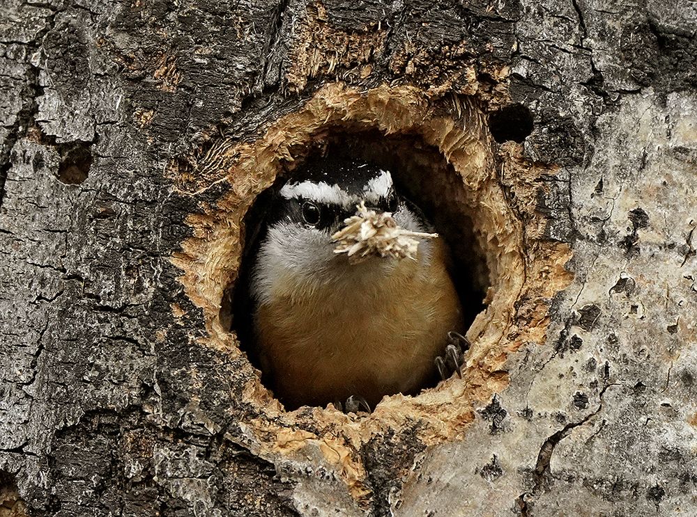 Magpies? Blue Jays? Which bird should be Edmonton's bird? | Edmonton ...