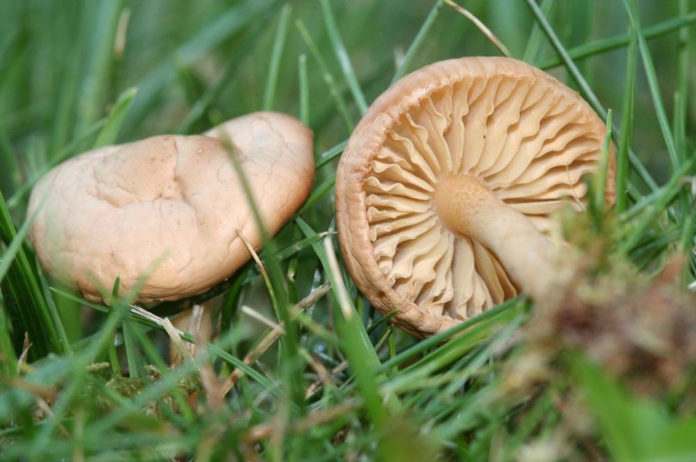 Growing Things: Control lawn mushrooms and experiment with plant kin ...