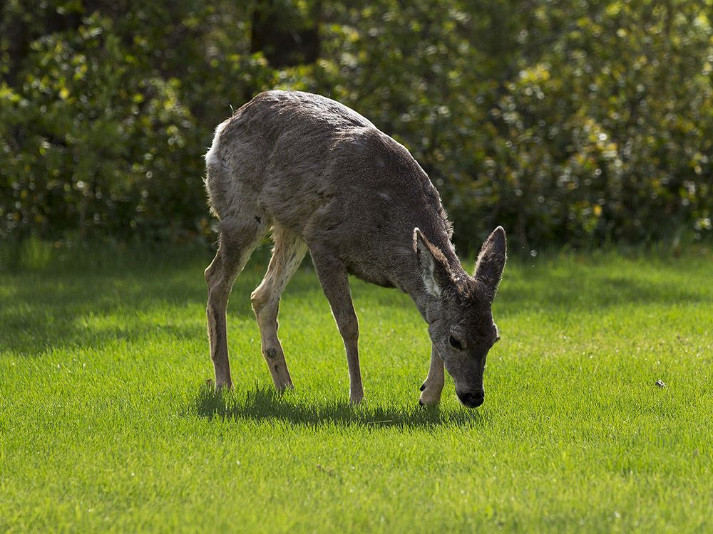 Edmonton weather: Oh deer, there's rain on the way! Get it? Because of ...