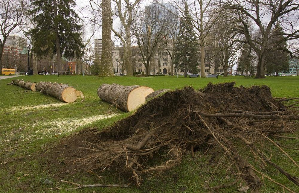 Growing Things: Treat soil under downed tree to keep grass growing ...