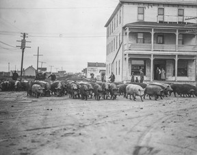 Developers plan to reopen Edmonton's Transit Hotel as a pub/restaurant ...