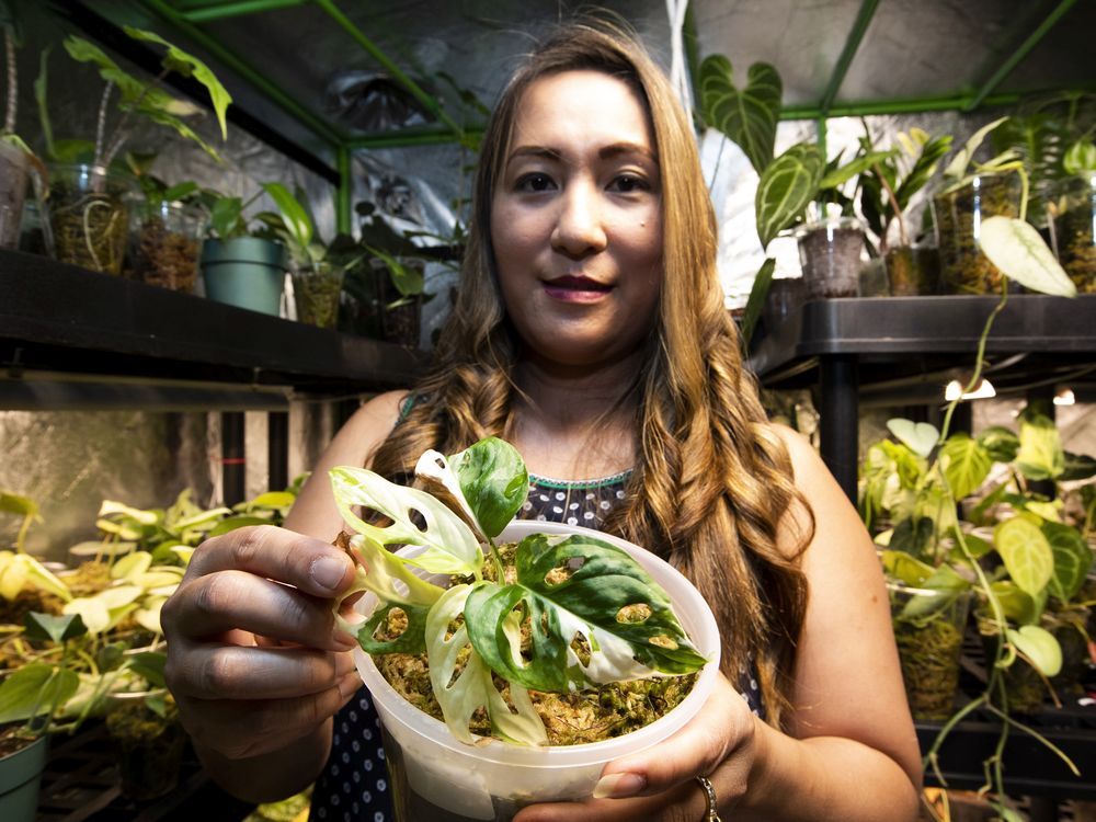 Growing Things Indoors: Green is the new gold | Edmonton Journal