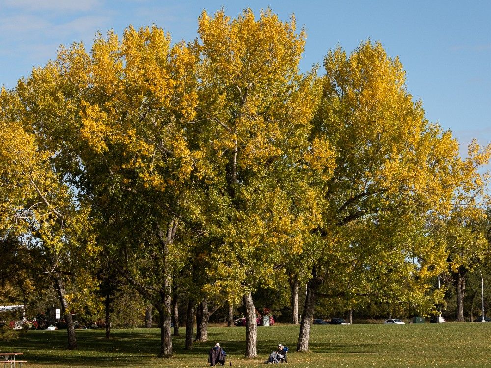 South Edmonton home to the city's most tree-lined neighbourhoods: data ...