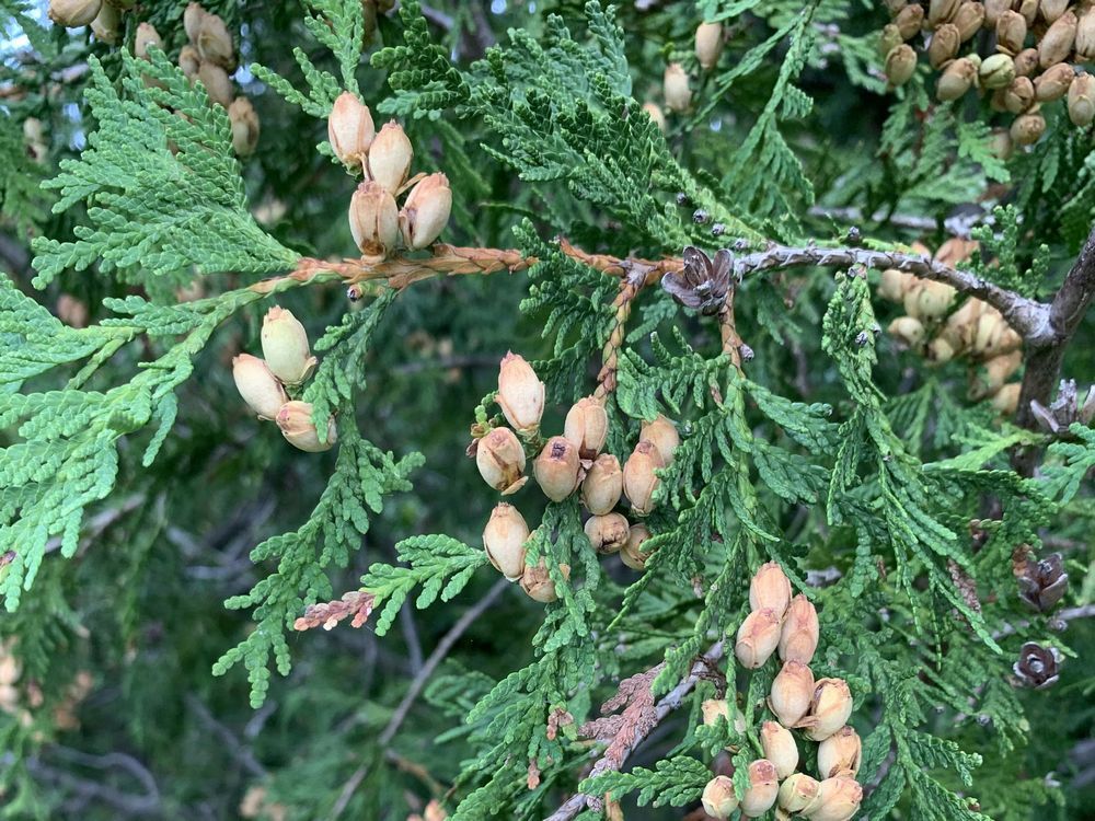 Growing Things Outdoors: An excess of seeds for survival | Edmonton Journal