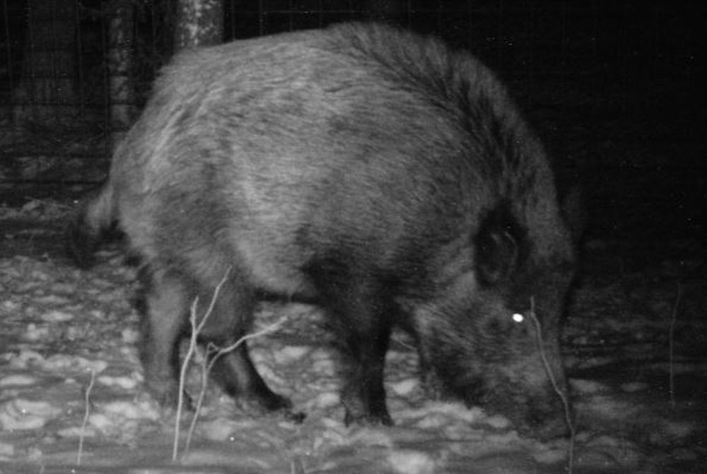 'Public sightings are vital for us': Alberta forestry prepared to trap ...