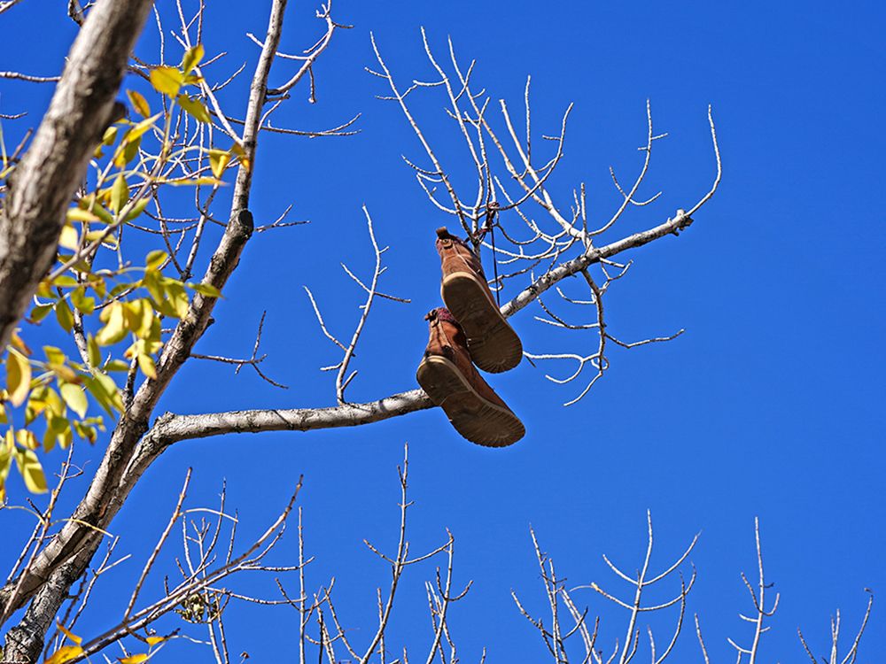 Edmonton weather: As the fall colours arrive the trees want your boots ...