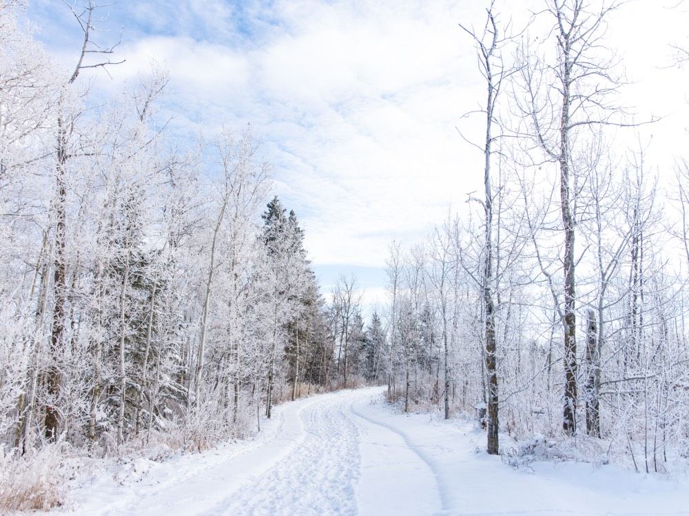 Three winter wonderland walks to enjoy in southwest Edmonton | Edmonton ...