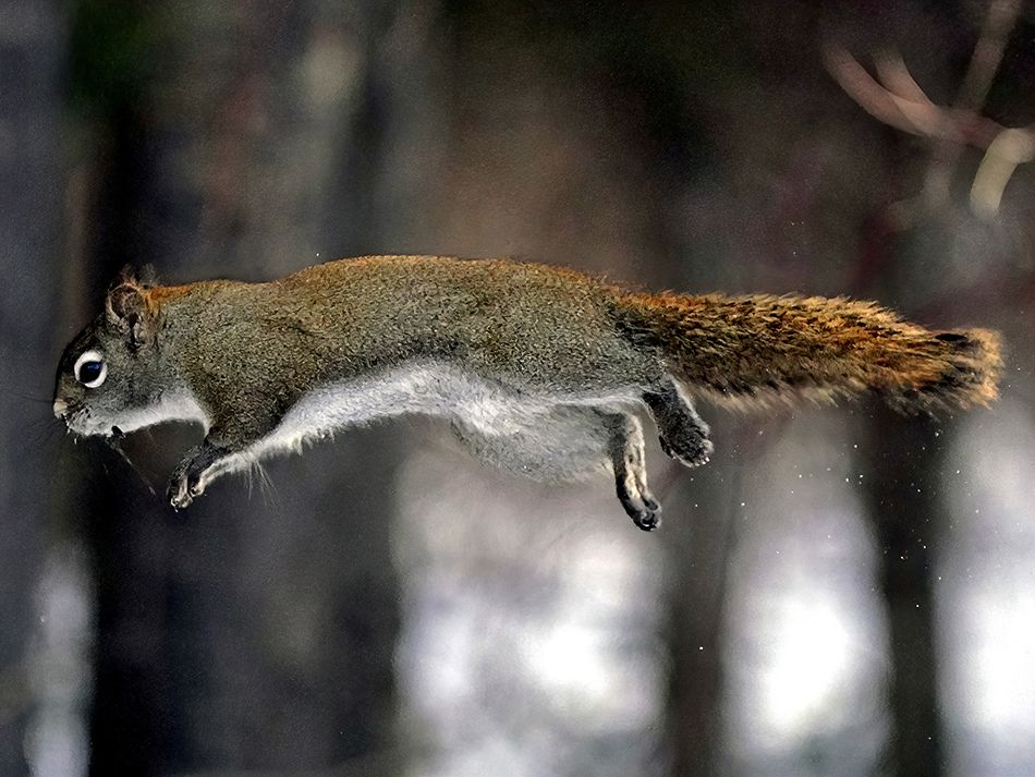 Edmonton weather: Holy leaping squirrels it's cold outside | Edmonton ...