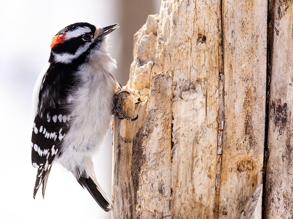 Magpies? Blue Jays? Which bird should be Edmonton's bird? | Edmonton ...