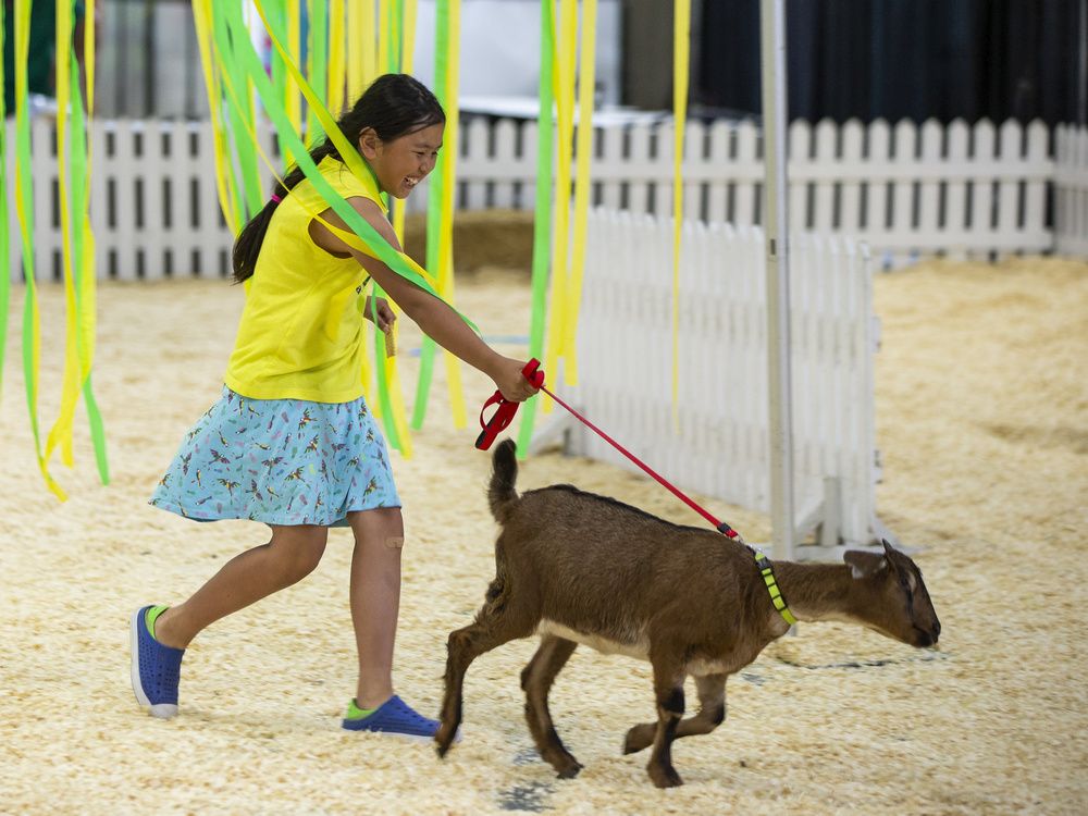 Goats conquer obstacle course at K-Days | Edmonton Journal