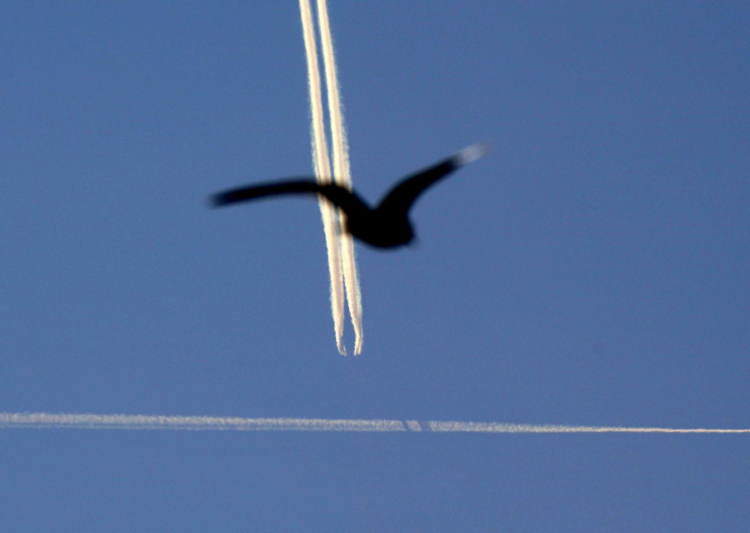 Higher flight volumes behind 50 per cent rise in bird strikes at EIA ...