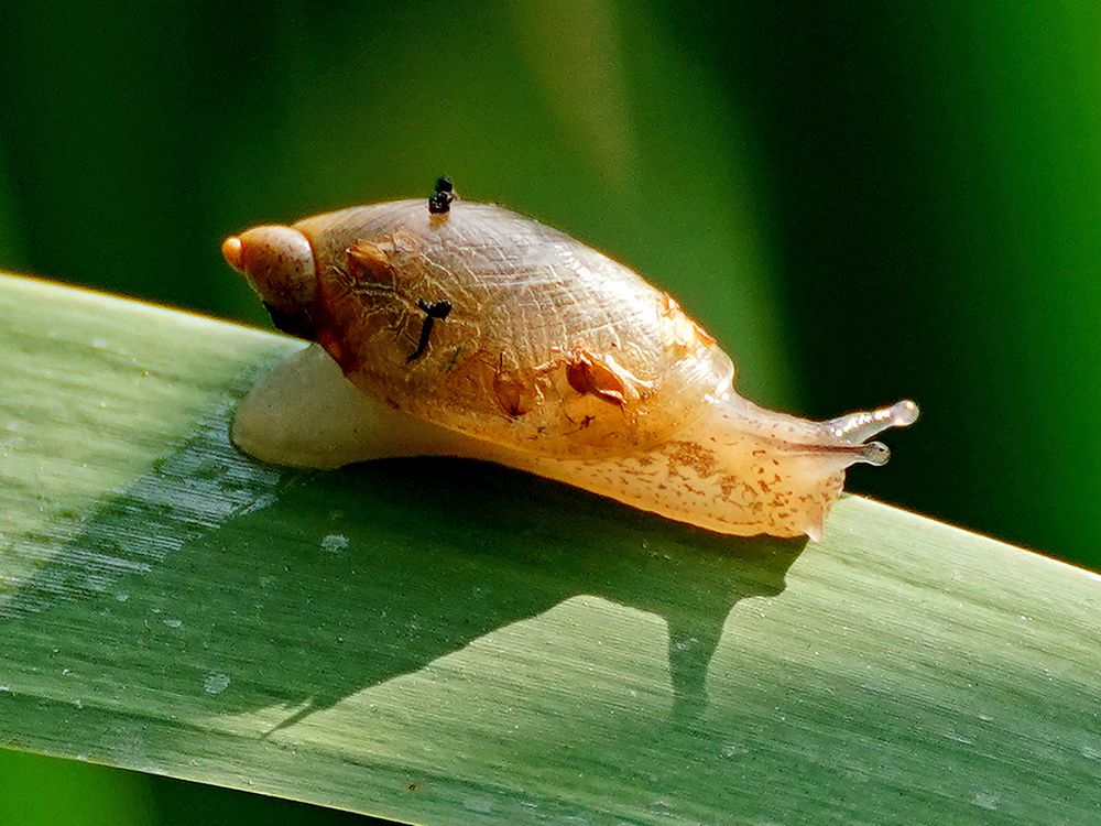 Edmonton weather: Sizzling summer temperatures are sticking around ...