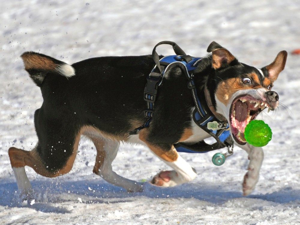 Edmonton weather: Warm weather coming at us like a happy puppy ...