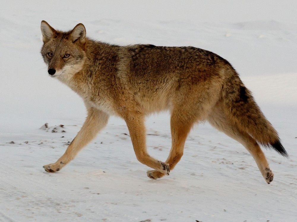 Edmonton weather: Temperatures improve, extreme cold warning lifted ...