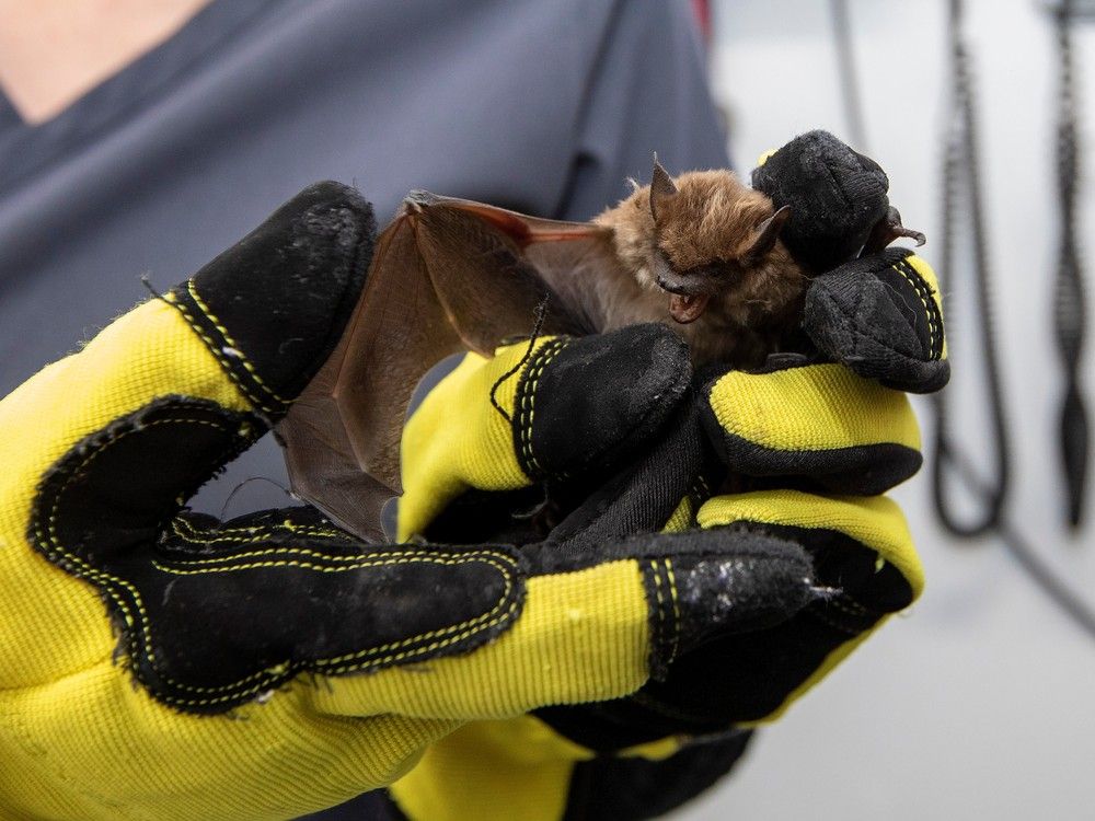 A talking raven, ice rescues, a seagull dung shower: WILDNorth in 2022 ...