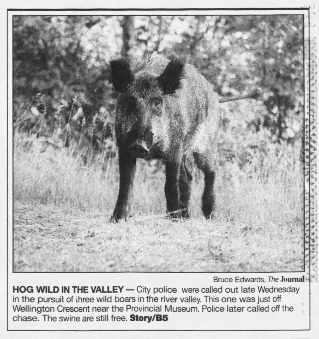 Pig plan: Edmonton prepares for feral hog invasion with local strategy ...